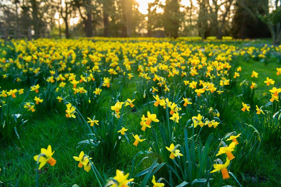 Photo gallery: 10 uplifting images from RHS gardens | Features | Group ...